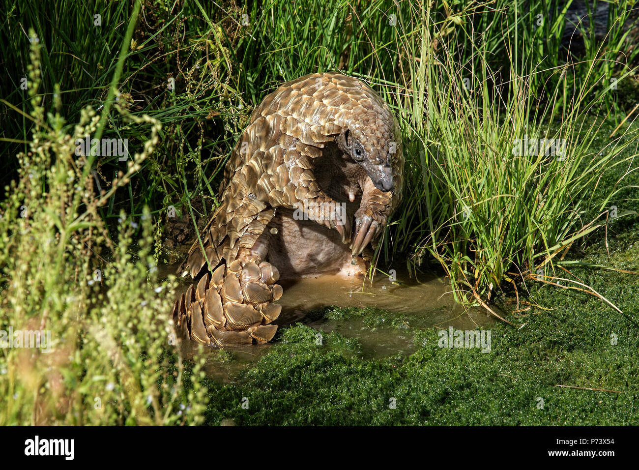 Pangolin hi-res stock photography and images - Alamy