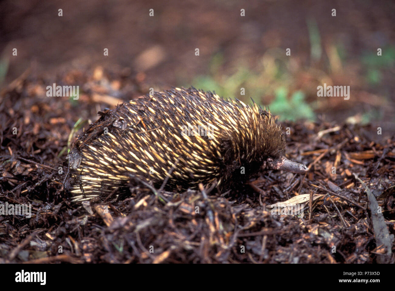 NOT 1034243 ECHIDNA OR SPINY ANTEATER Tachyglossus aculeatus Australia ...