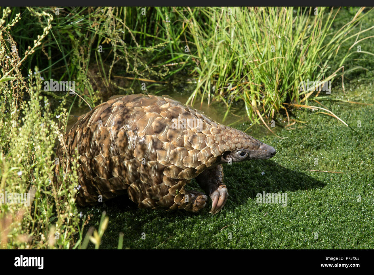 Cape or Temminck’s ground pangolin - Manis temminckii – is on the CITES ...