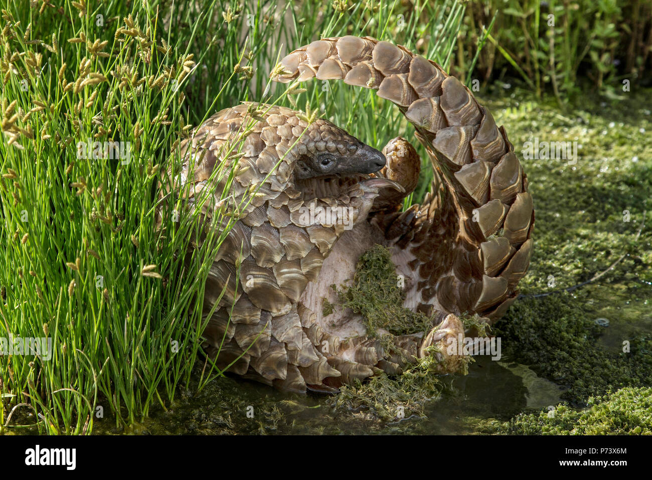 Cape or Temminck’s ground pangolin - Manis temminckii – is on the CITES ...