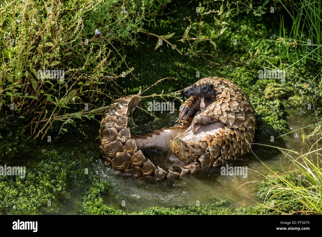 Cape or Temminck’s ground pangolin - Manis temminckii – is on the CITES ...