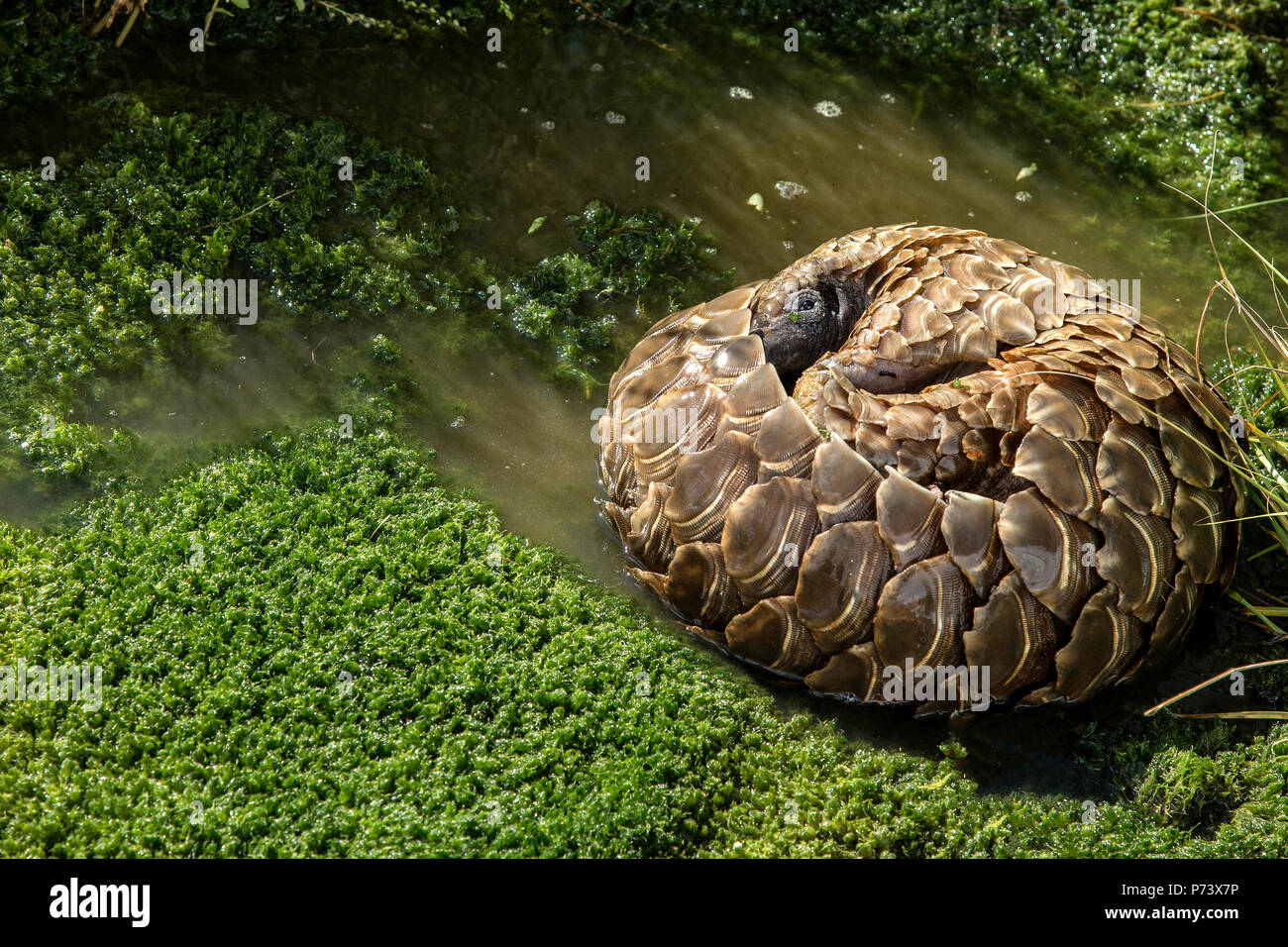 Cape or Temminck’s ground pangolin - Manis temminckii – is on the CITES ...