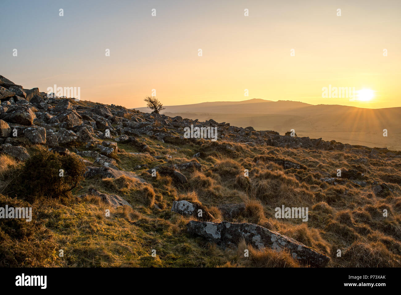Golden sunlight across the moors, highlighting a lone tree Stock Photo ...