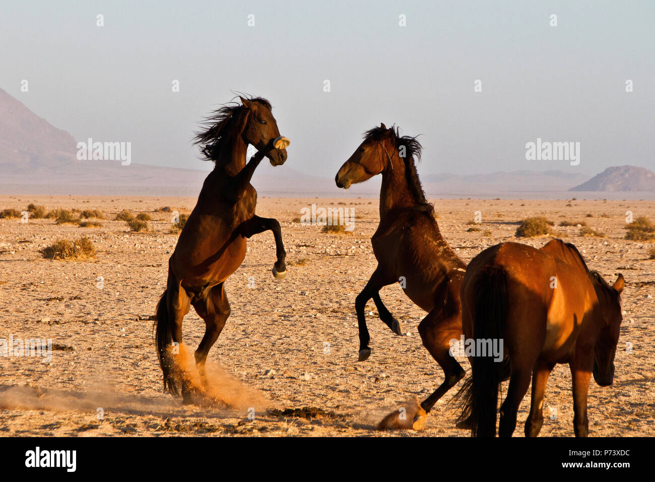 Wild Horses Rearing At Night