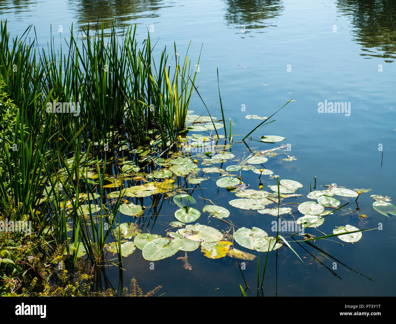 Water Lilly's, River Thames, Cholsey Marsh, Cholsey, Oxfordshire ...