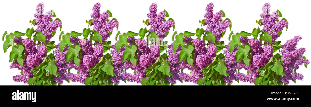 Row of bouquets of purple lilacs on a white background Stock Photo - Alamy
