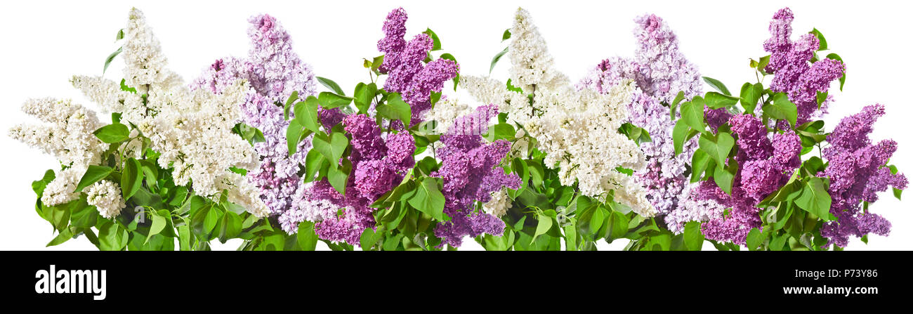 Row of bouquets of white and lilac and purple lilacs on a white ...