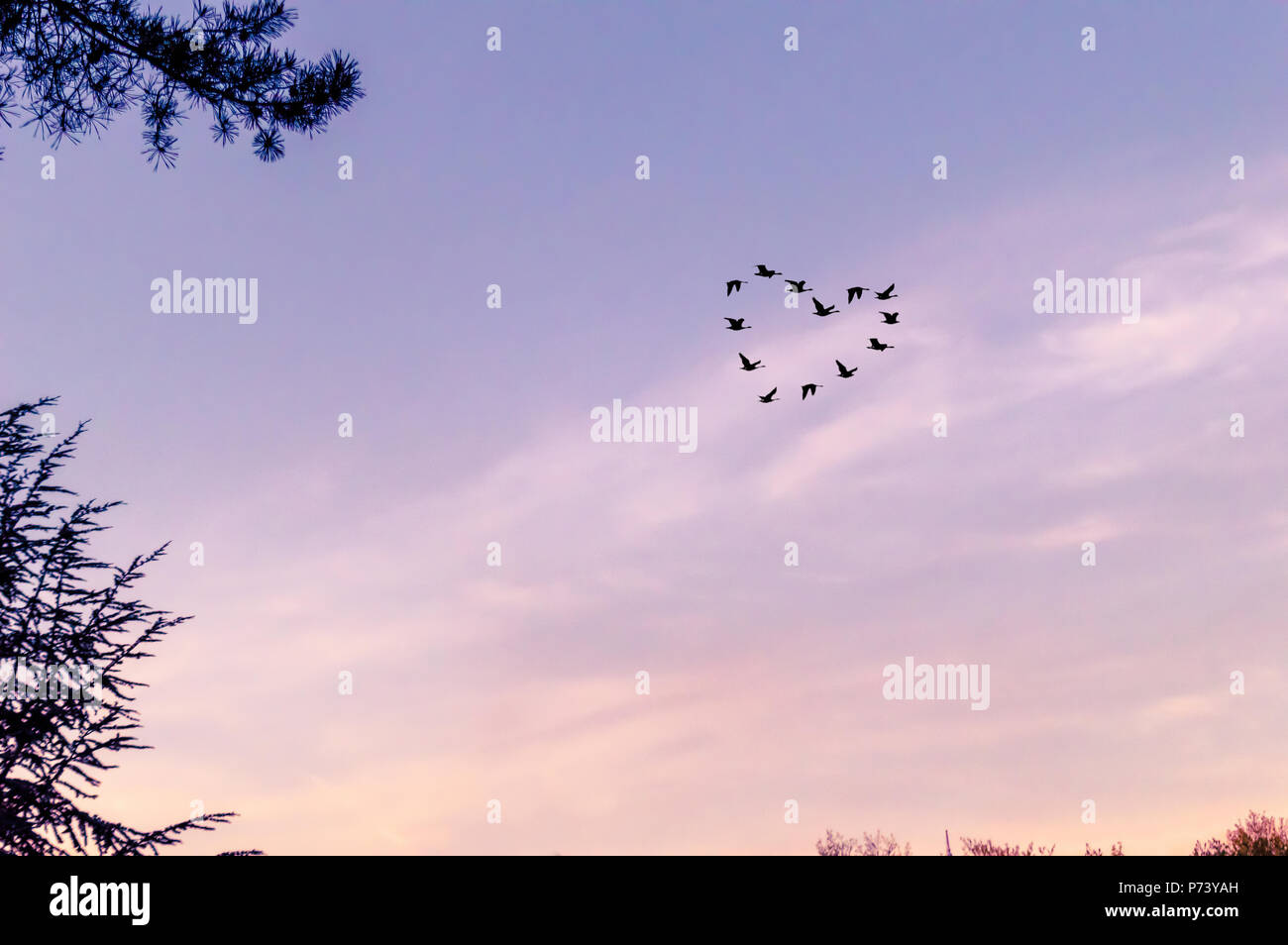 Blue And Black Love Birds Stock Photos & Blue And Black Love Birds ...