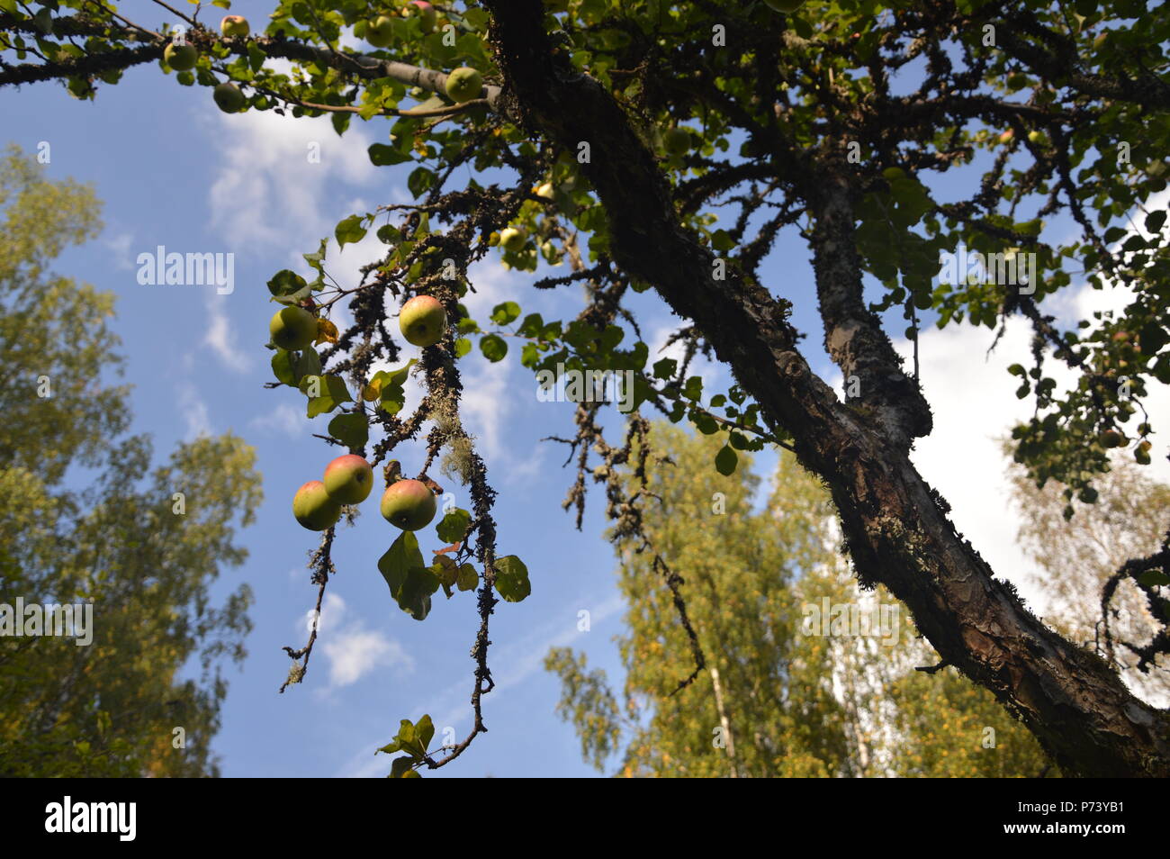 Tree trees sweden spring hi-res stock photography and images - Alamy