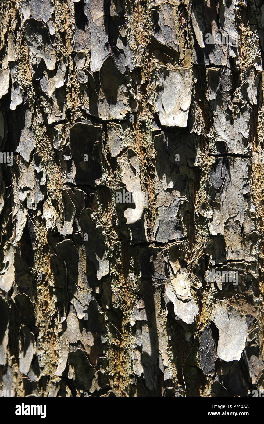 Coconut tree bark textured hi-res stock photography and images - Alamy