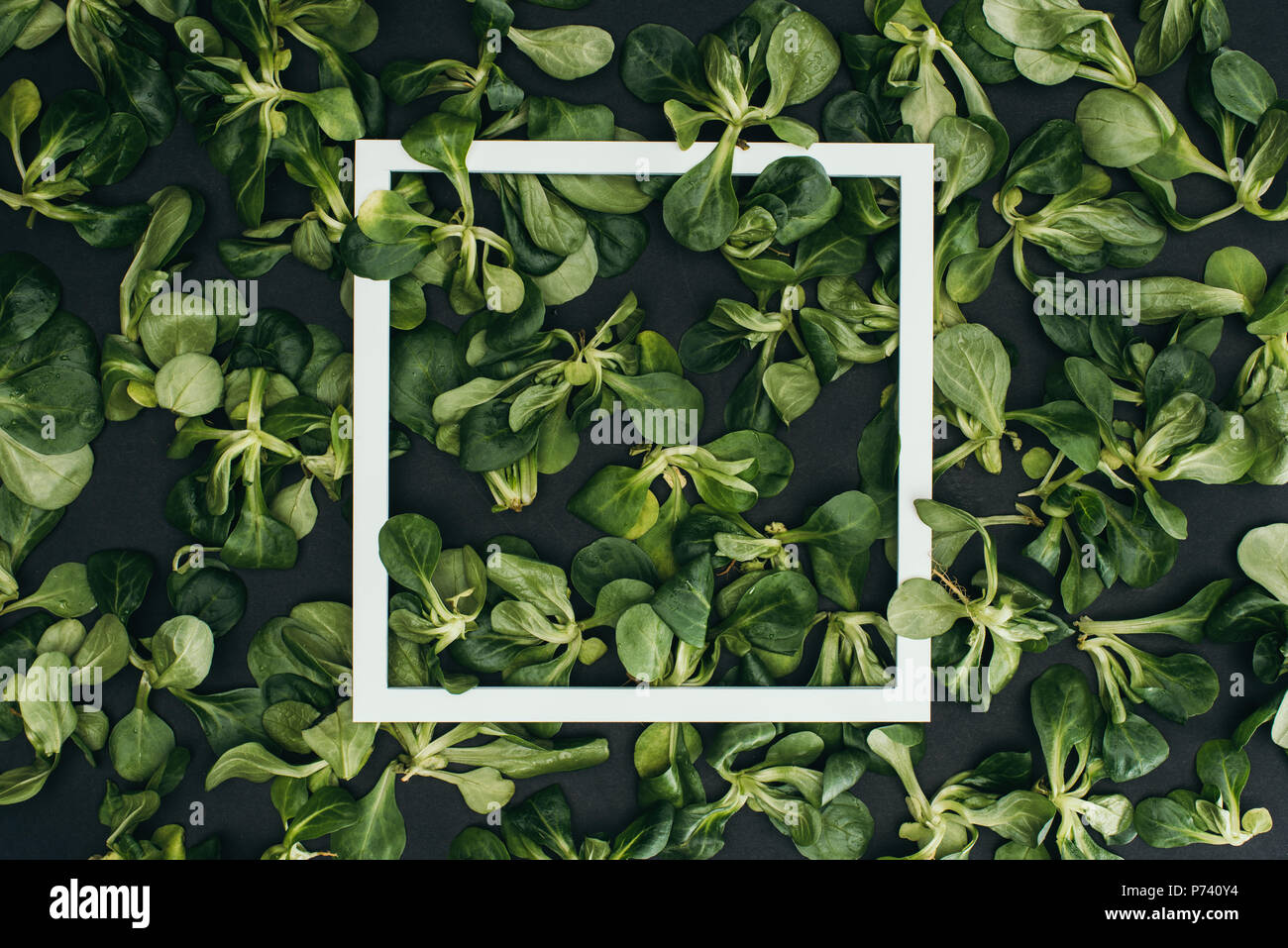 top view of white square frame and beautiful fresh green leaves Stock ...