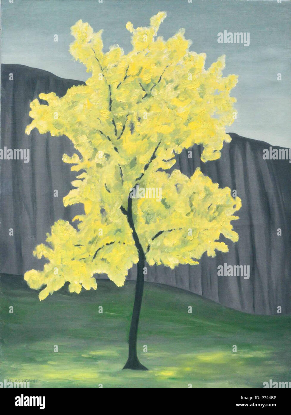 English: Blooming Golden Primavera Tree by Marguerite Louis Blasingame ...