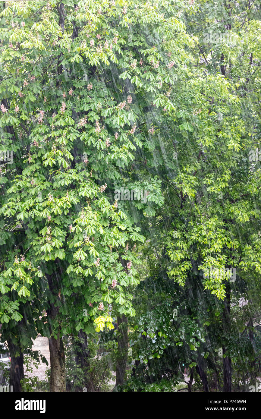 summer heavy rainfall with green trees as background. rainy day in city ...