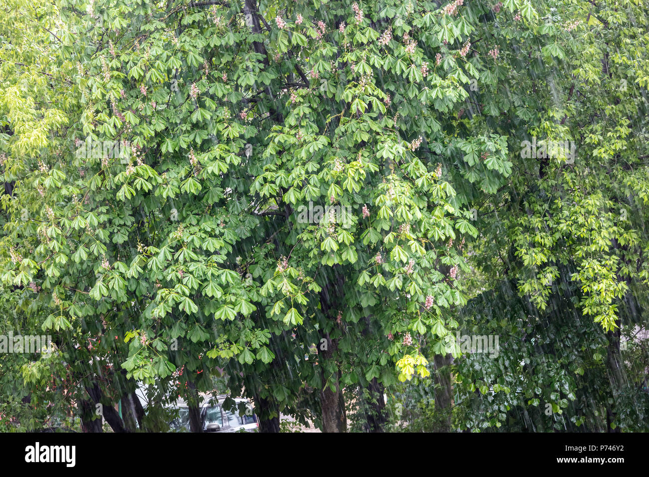Hurricane trees blur nobody hi-res stock photography and images - Alamy