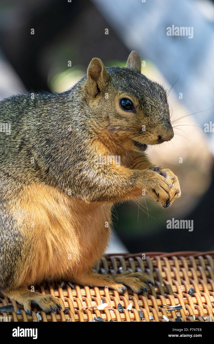 Eastern Fox Squirrel, Fox Squirrel, Bryant's Fox Squirrel - Sciurus ...