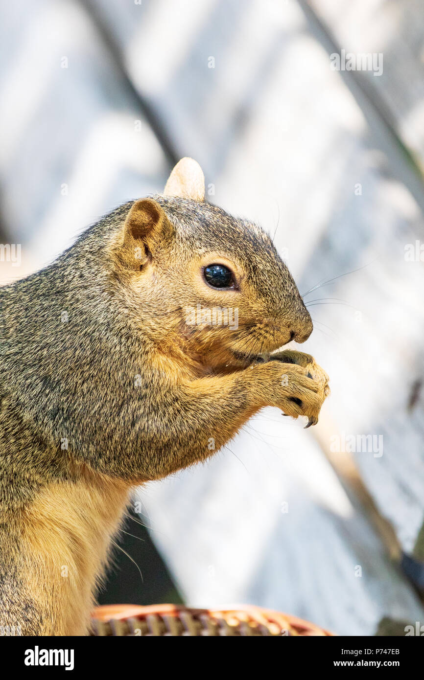 Eastern Fox Squirrel, Fox Squirrel, Bryant's Fox Squirrel - Sciurus ...