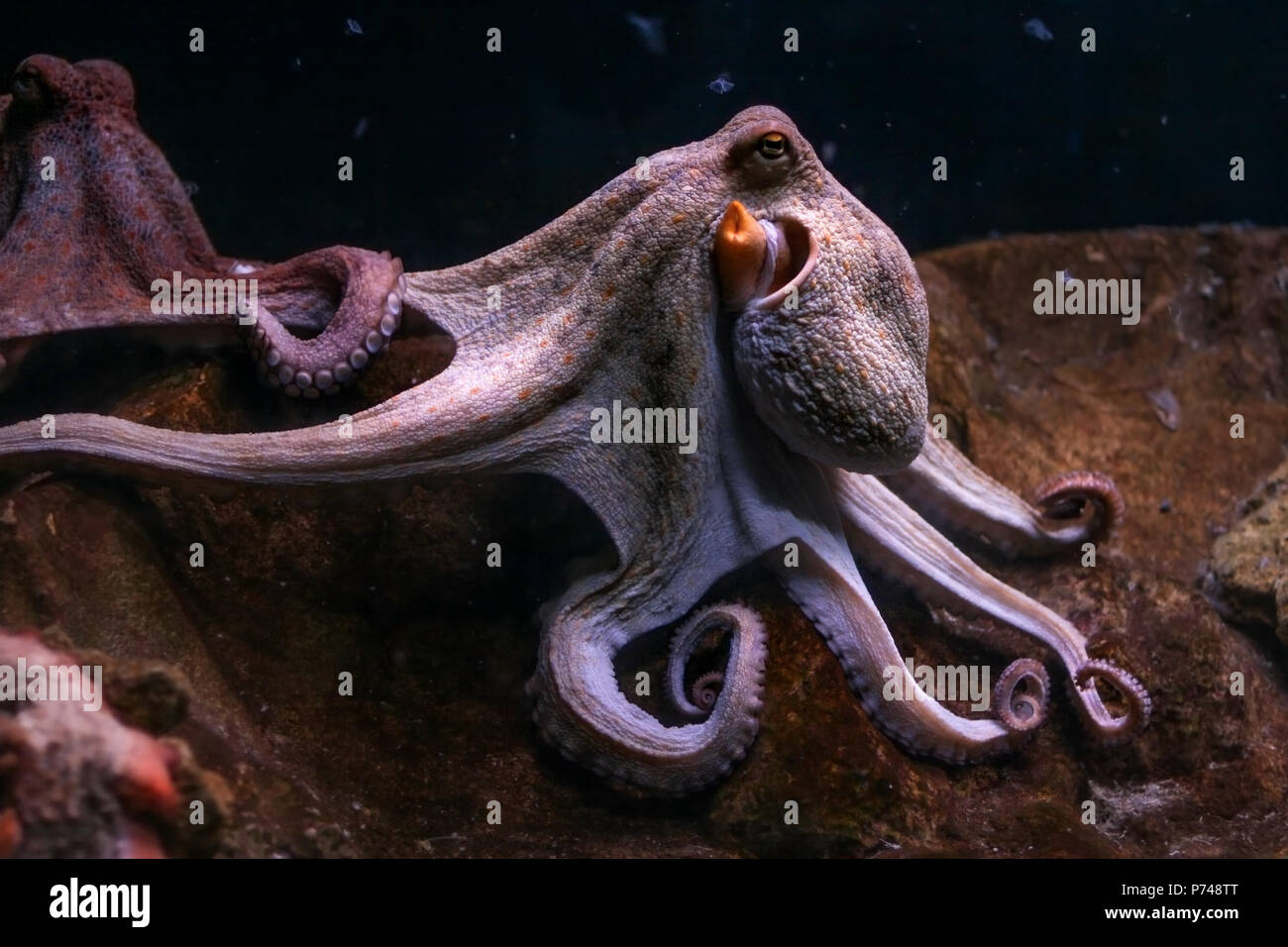 Octopus tentacle hi-res stock photography and images - Alamy