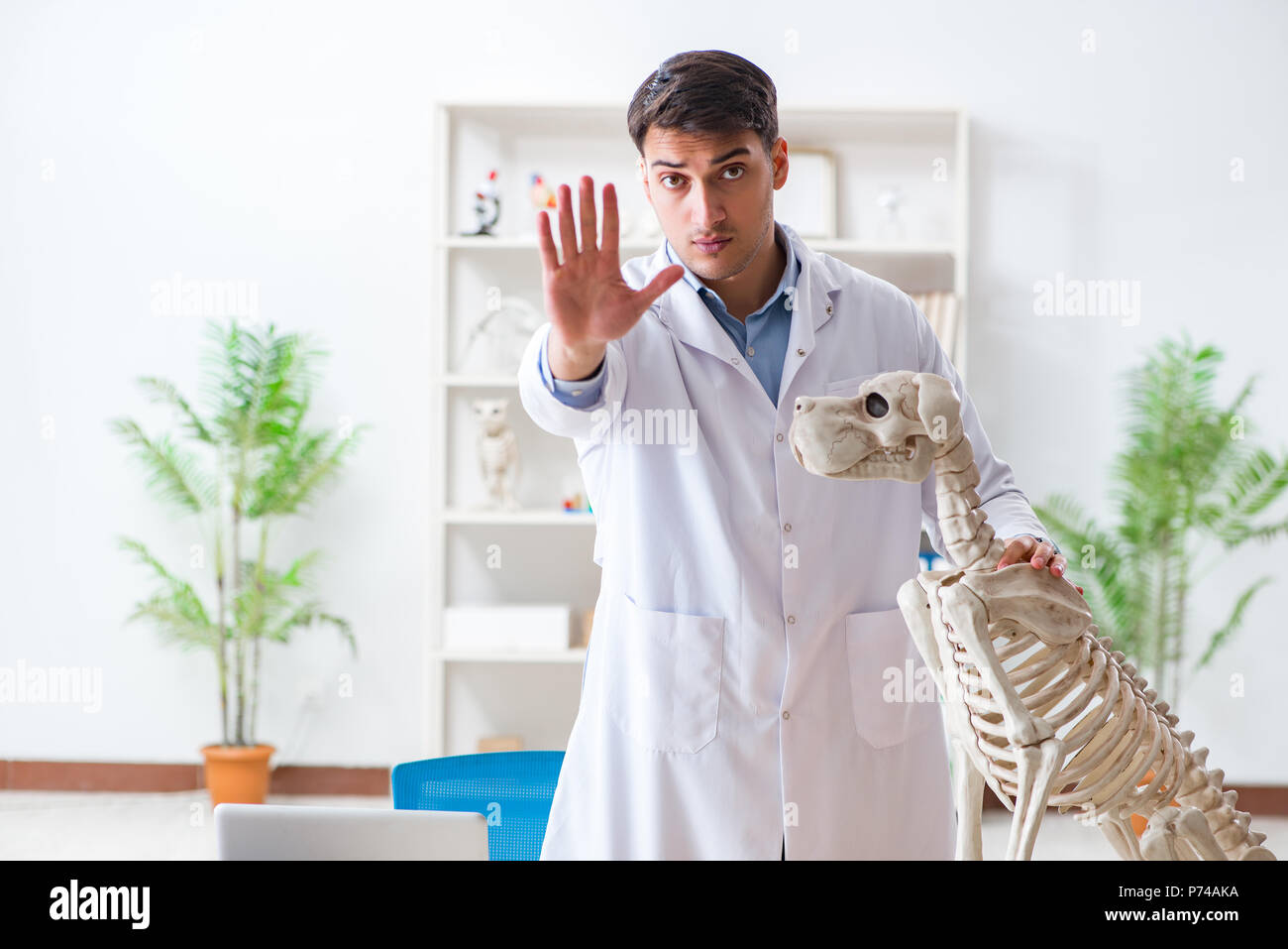 Doctor vet practicing on dog skeleton Stock Photo - Alamy