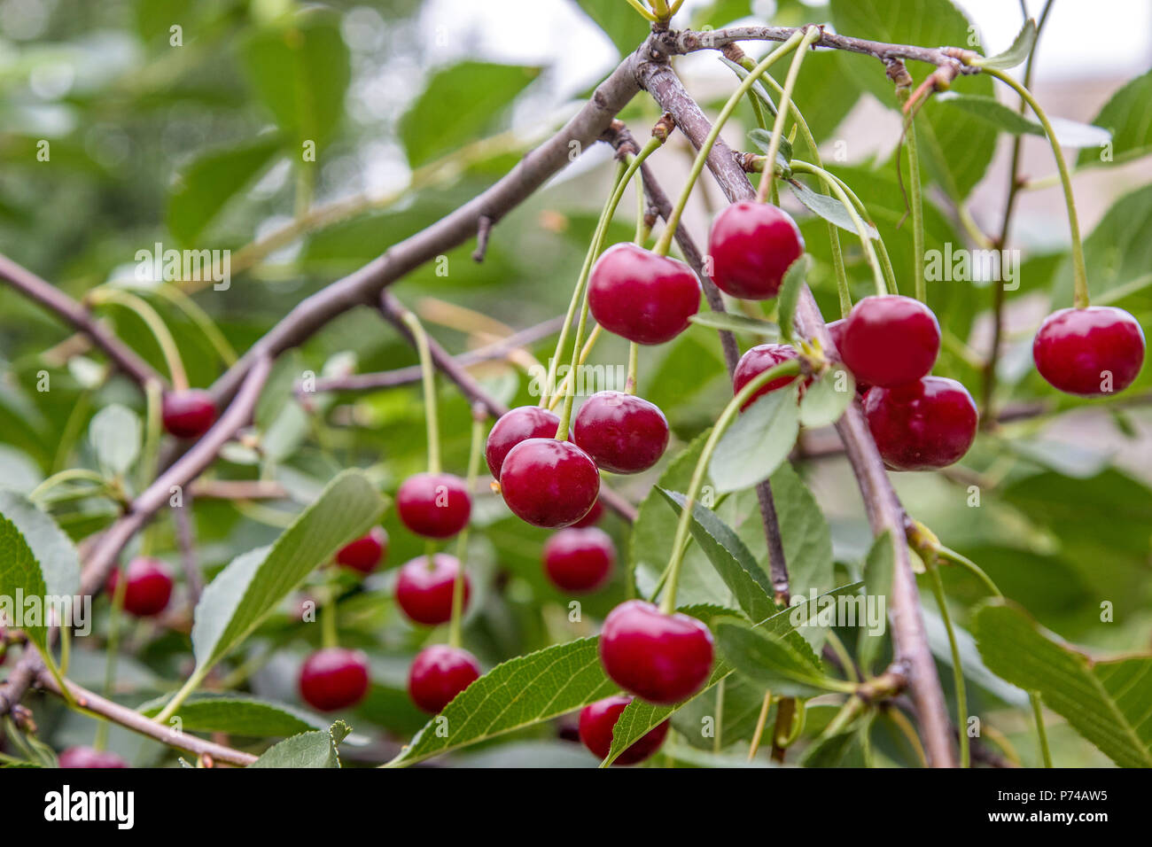 image of sweet red cherries ripen on tree in the garden Stock Photo - Alamy