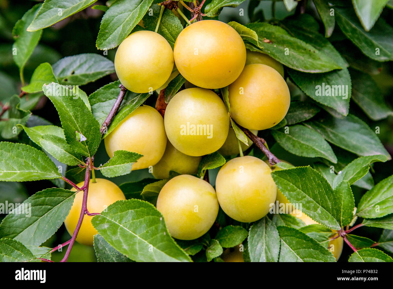 image of sweet yellow plum ripens on a tree in the garden Stock Photo ...