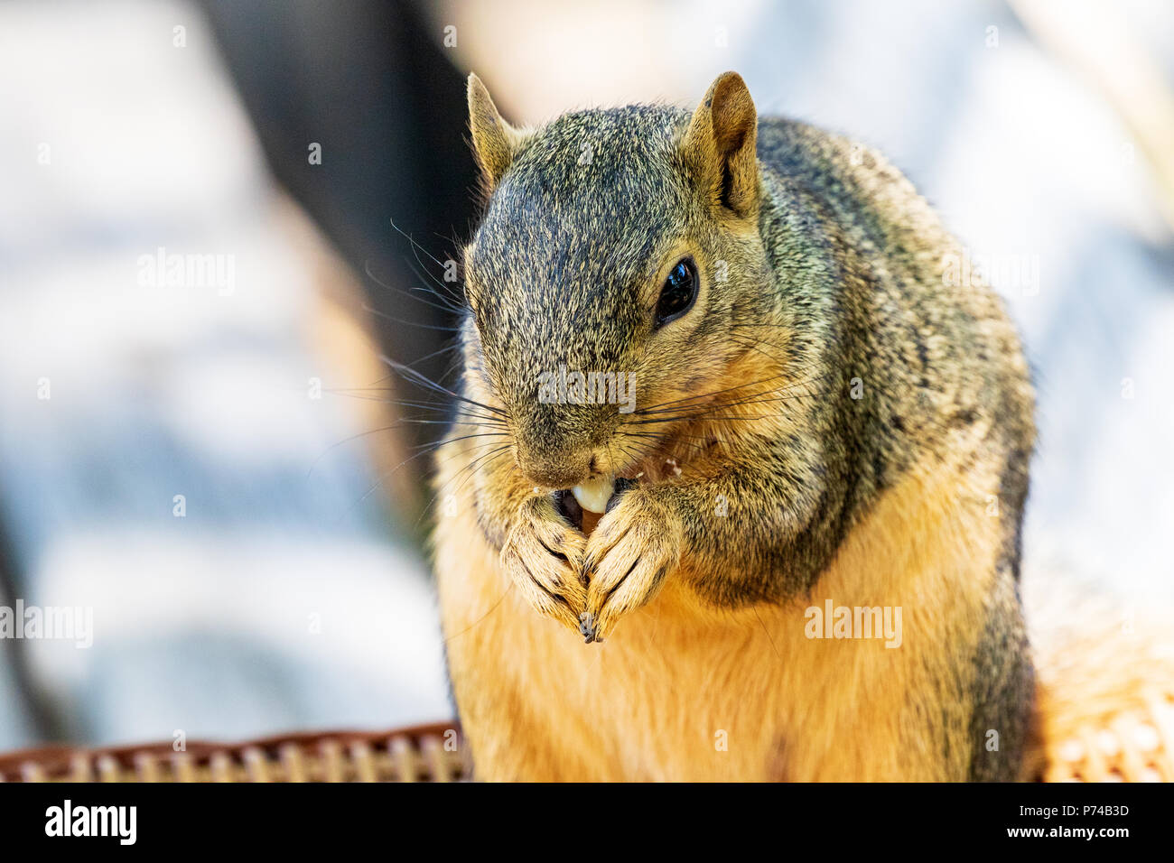 Eastern Fox Squirrel, Fox Squirrel, Bryant's Fox Squirrel - Sciurus ...
