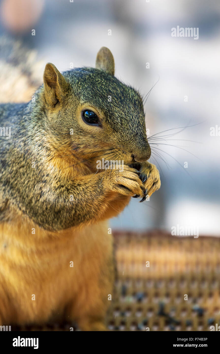 Eastern Fox Squirrel, Fox Squirrel, Bryant's Fox Squirrel - Sciurus ...
