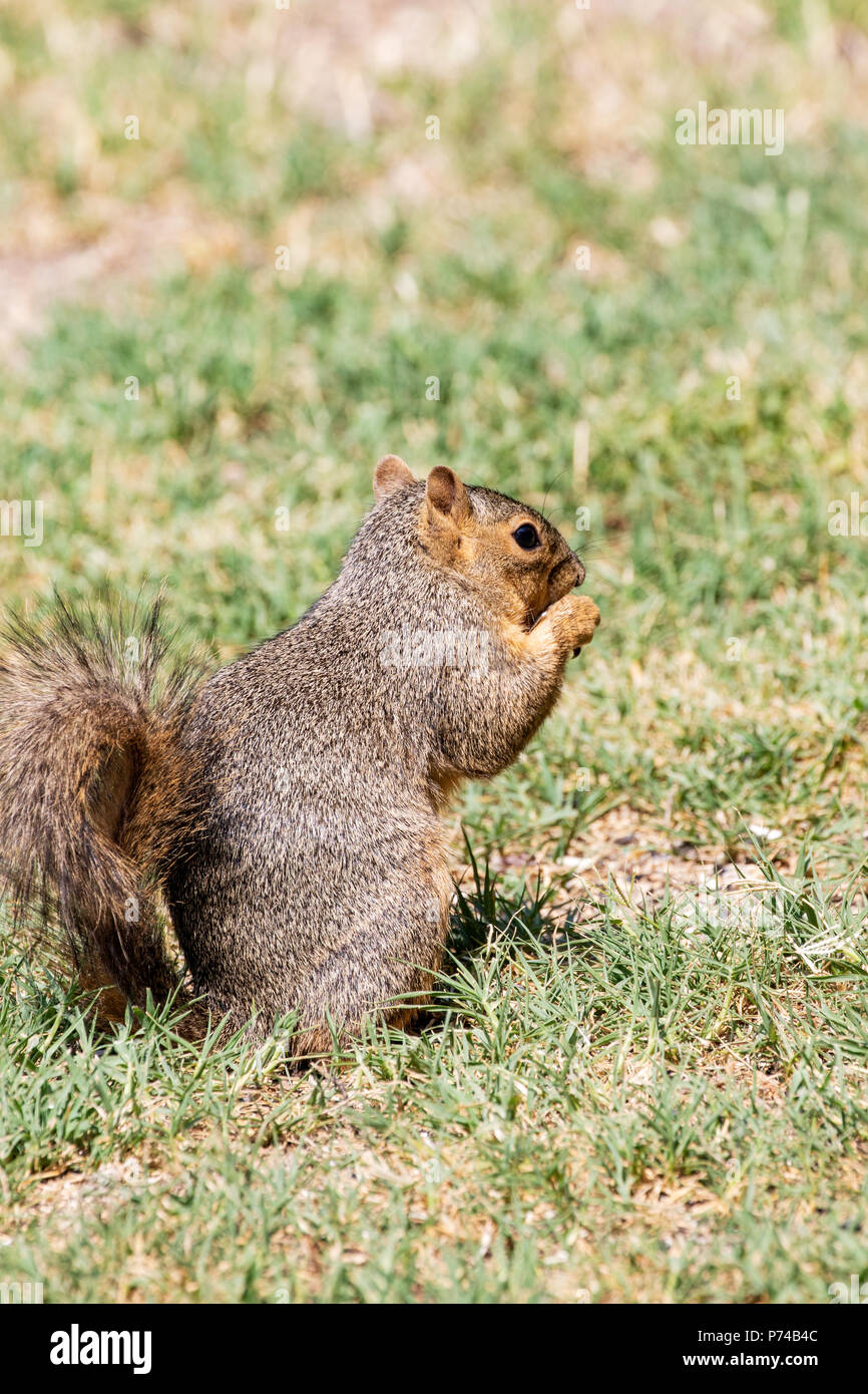 Flexors hi-res stock photography and images - Alamy