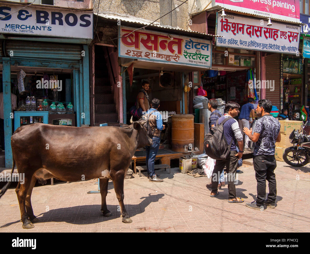 Indian cow market hi-res stock photography and images - Alamy