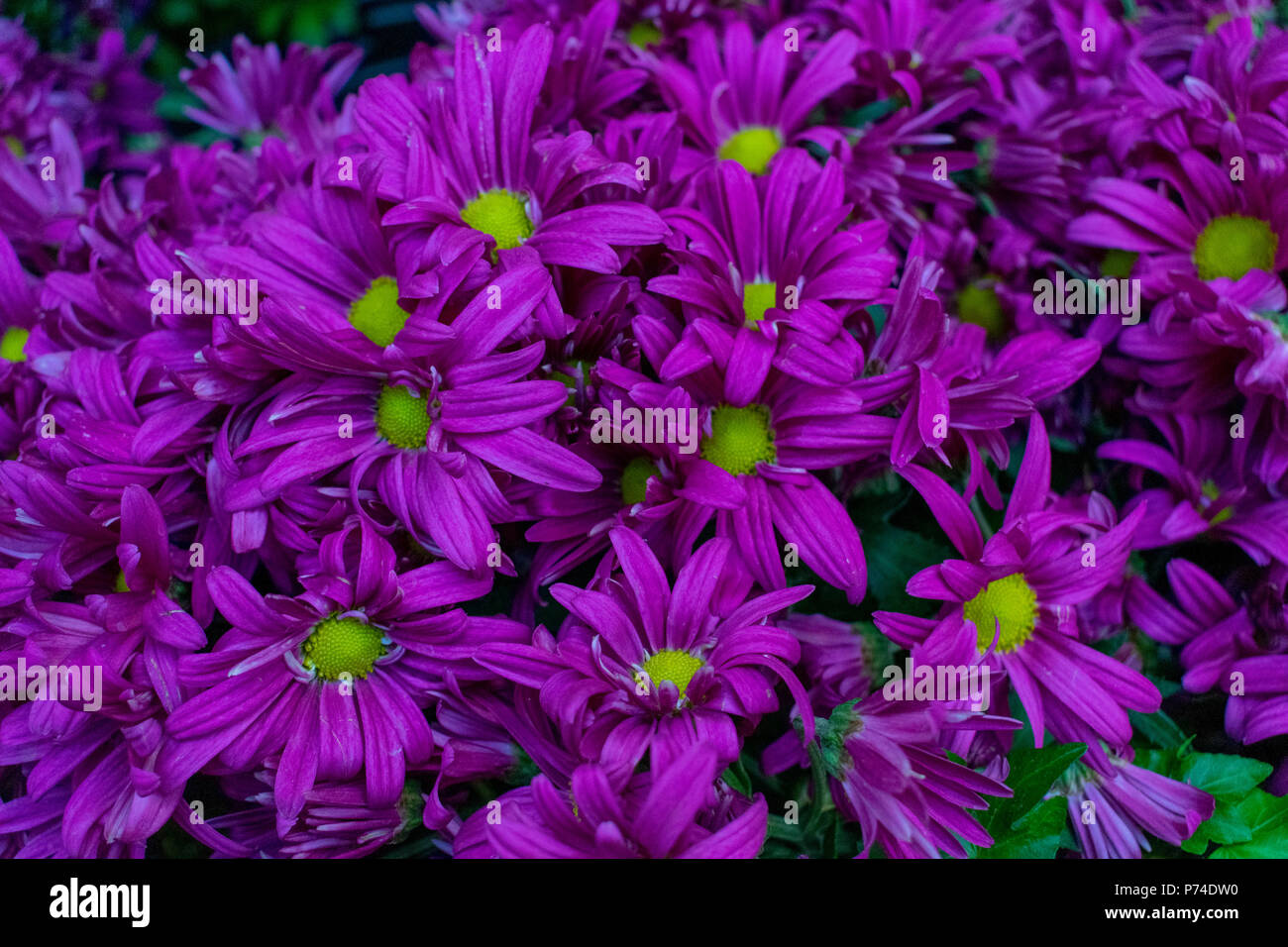 Real pretty purple flowers hi-res stock photography and images - Alamy