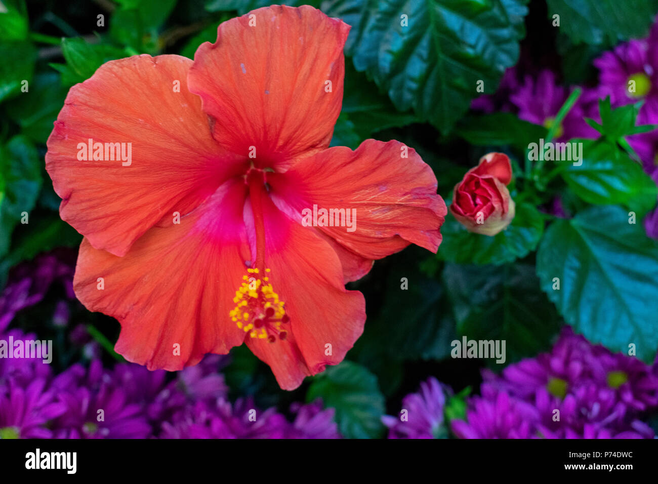 Pretty hibiscus hi-res stock photography and images - Alamy