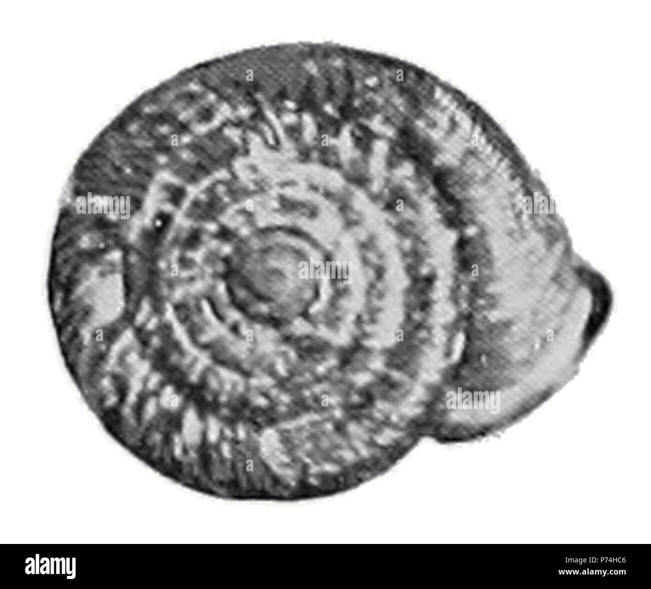 Gastropod shell fossil Black and White Stock Photos & Images - Alamy
