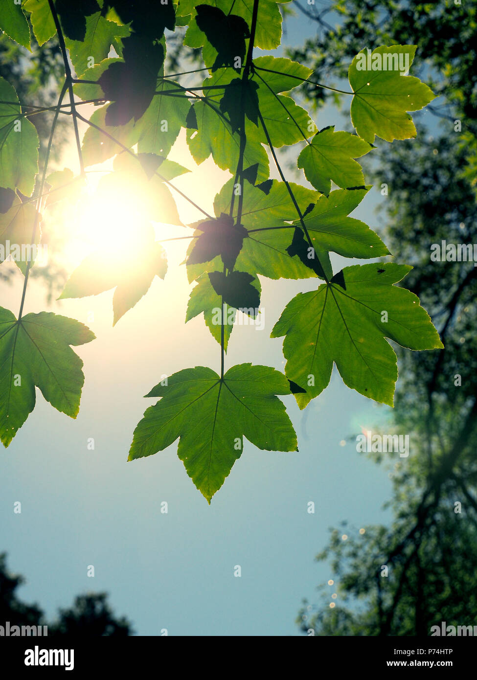 Maple leaves against bright sun, summer background Stock Photo - Alamy