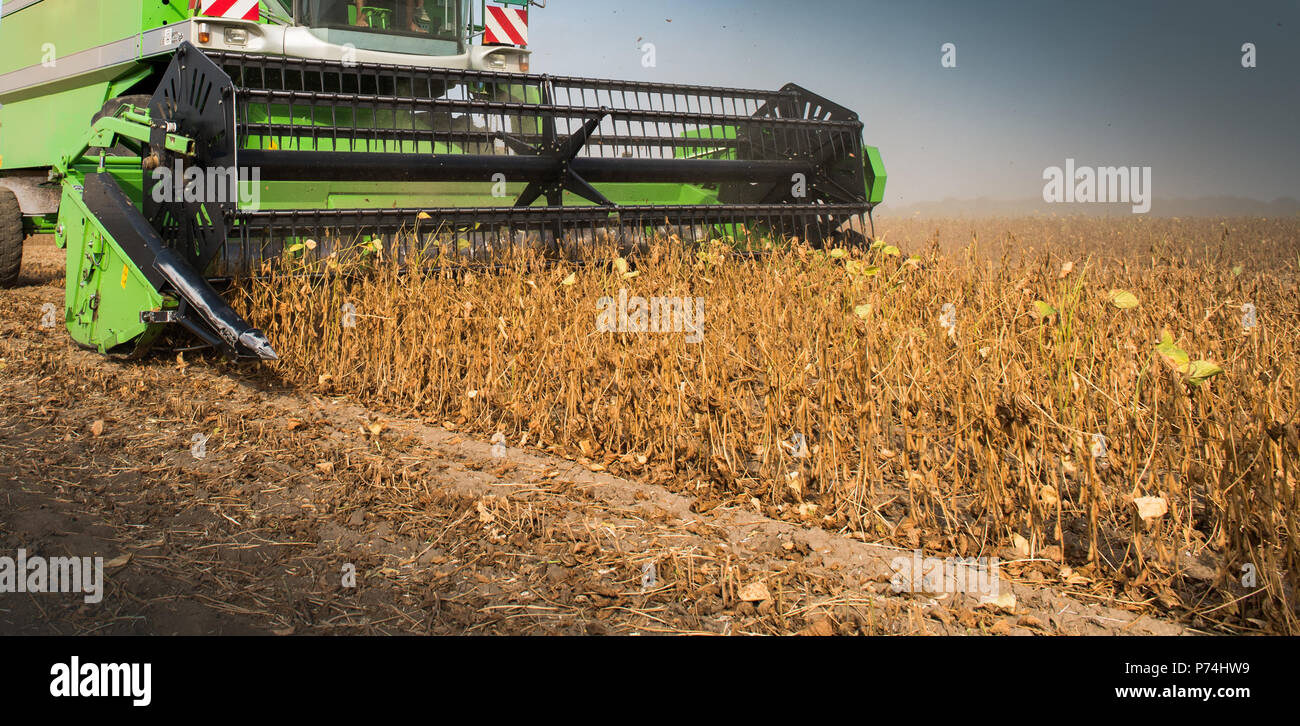 Harvesting of soybean field with combine in late summer Stock Photo - Alamy