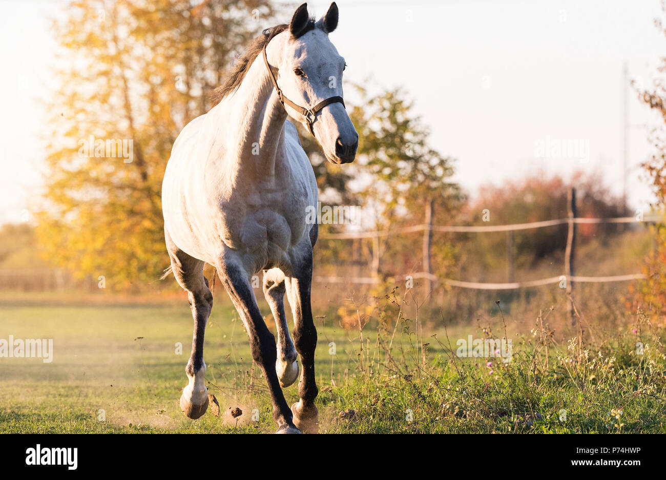 Beautiful arabian horse run gallop in flower meadows Stock Photo - Alamy