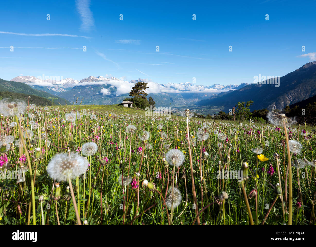 dandelions and other summer flowers in the french alps with snow capped ...