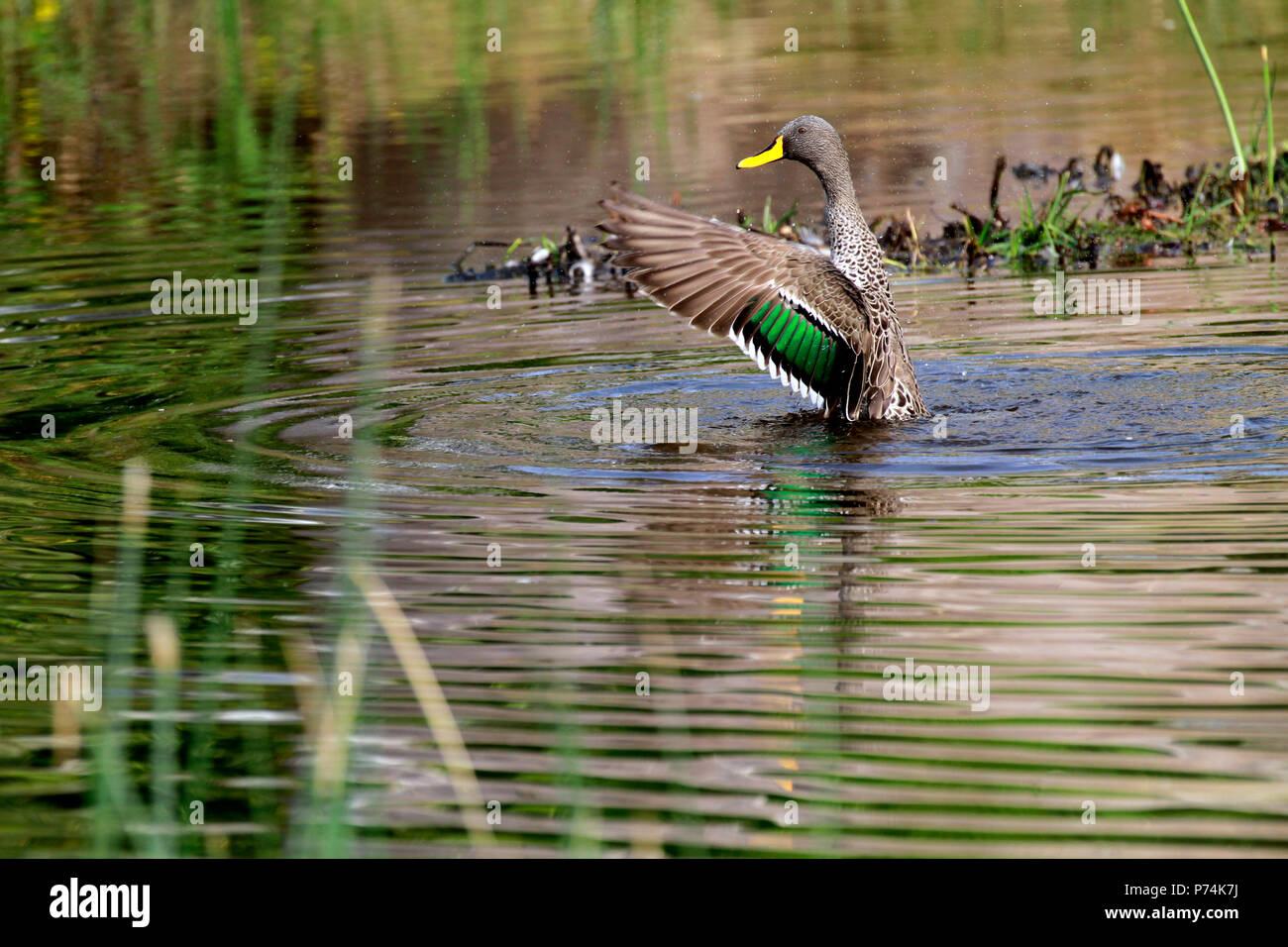 A yellow-billed duck (Anas undulata) at Intaka Island bird sanctuary ...