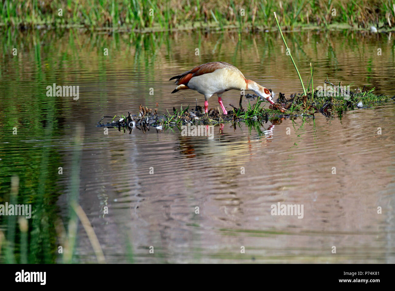Intaka island bird sanctuary hi-res stock photography and images - Alamy