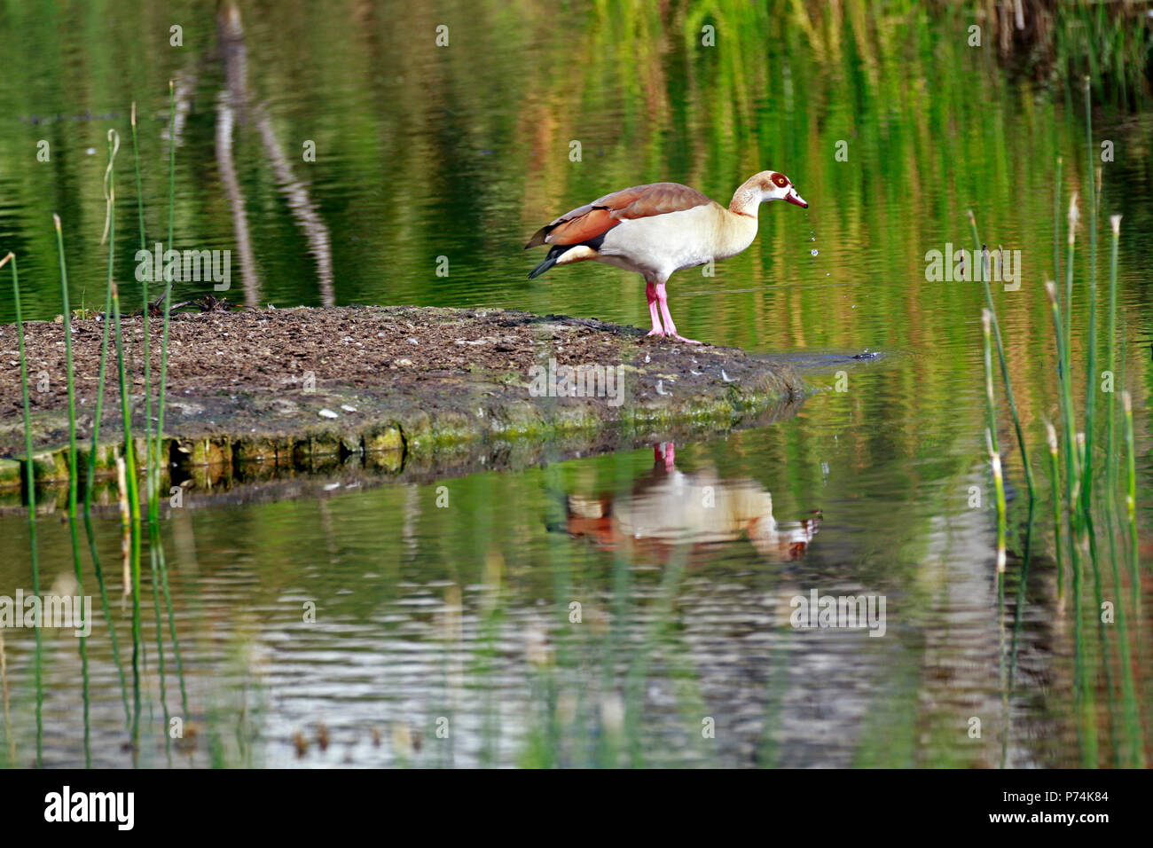 Intaka island bird sanctuary hi-res stock photography and images - Alamy