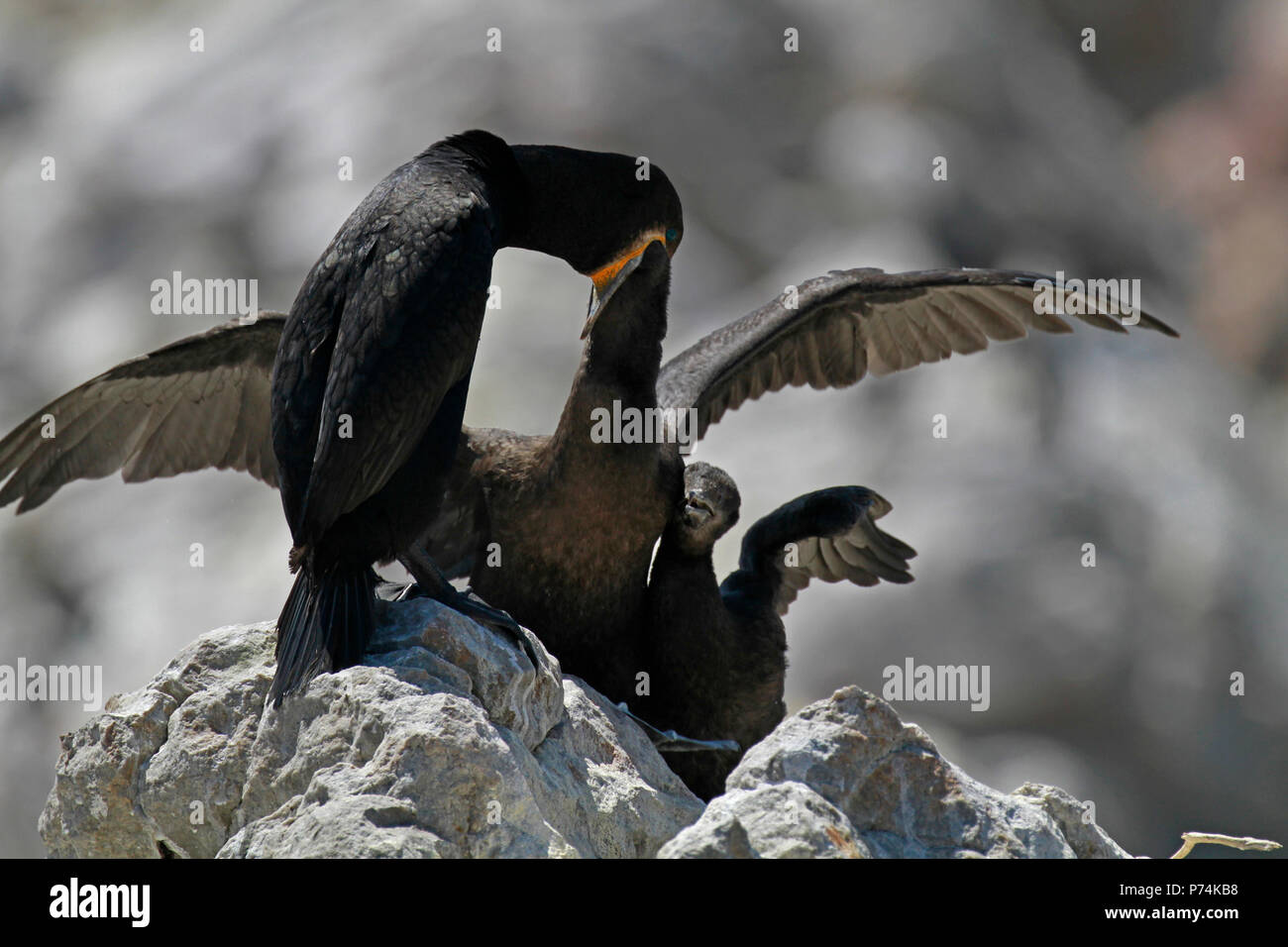Cape cormorant or Cape shag (Phalacrocorax capensis) birds at Stony ...