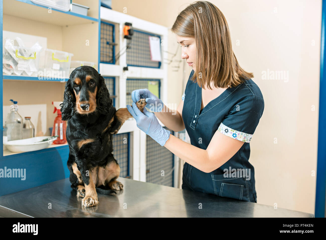 The medicine, pet care and people concept - dog and veterinarian doctor ...