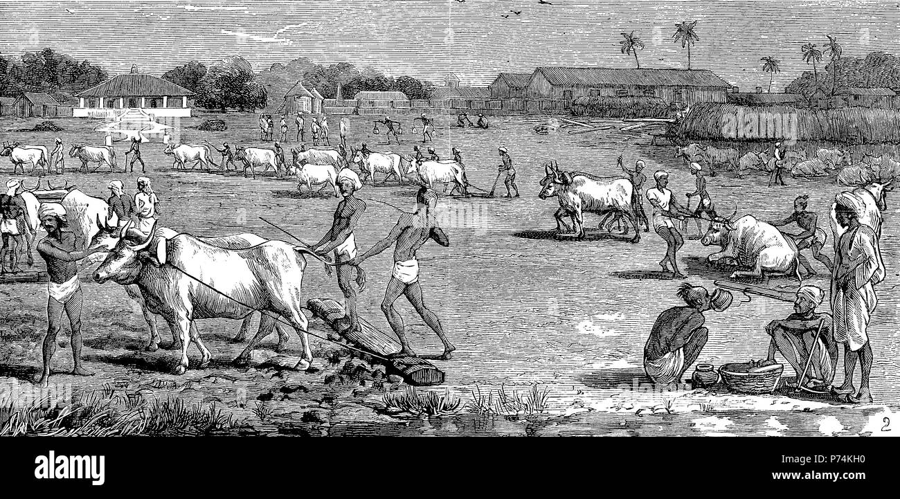 Indigo factory bengal hi-res stock photography and images - Alamy