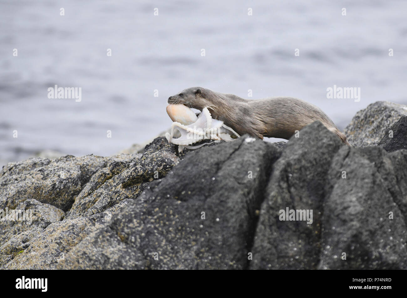 Lesser octopus hi-res stock photography and images - Alamy