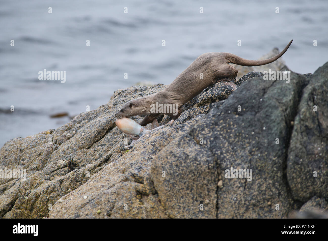 Lesser octopus hi-res stock photography and images - Alamy