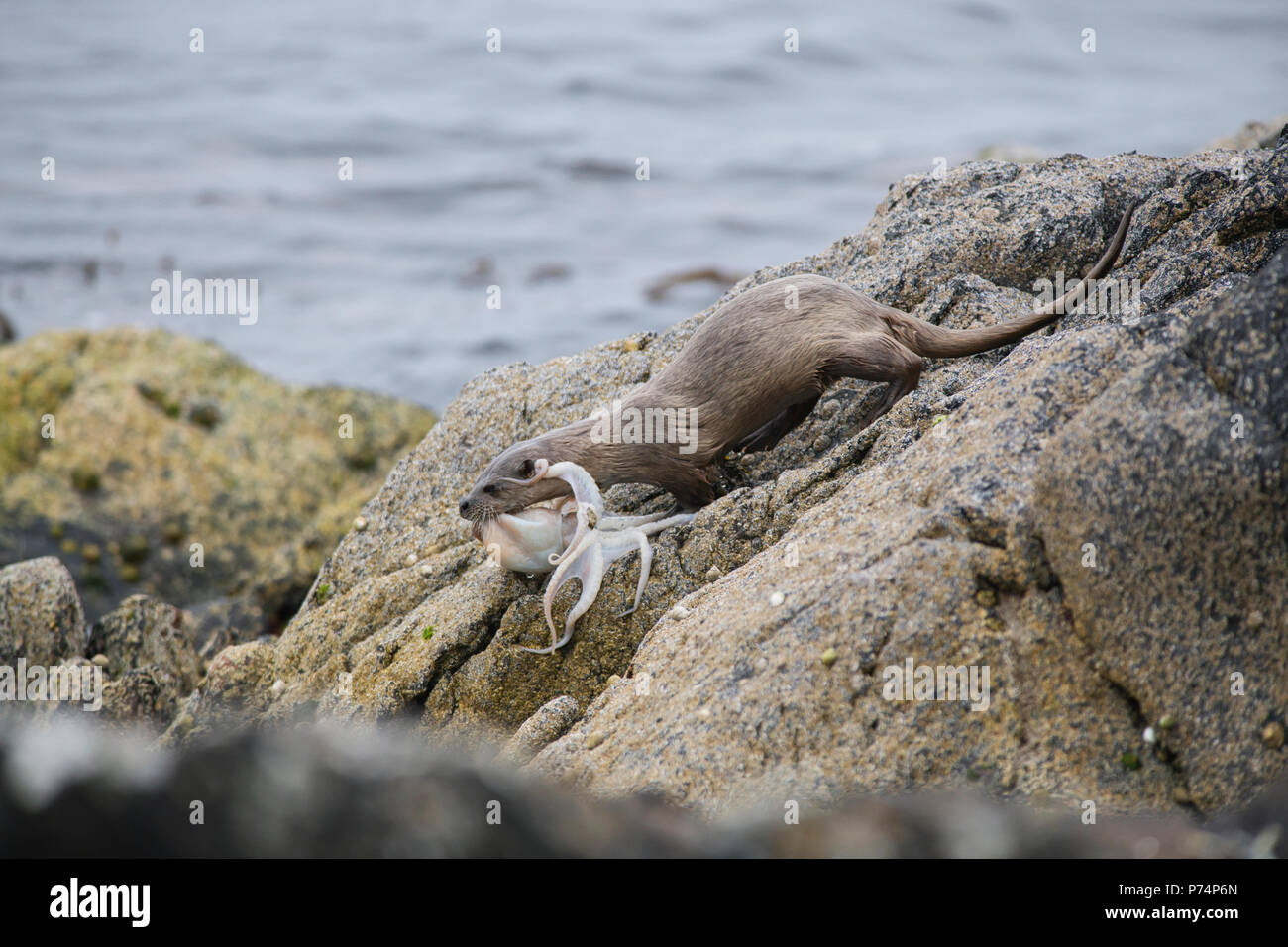 Lesser octopus hi-res stock photography and images - Alamy