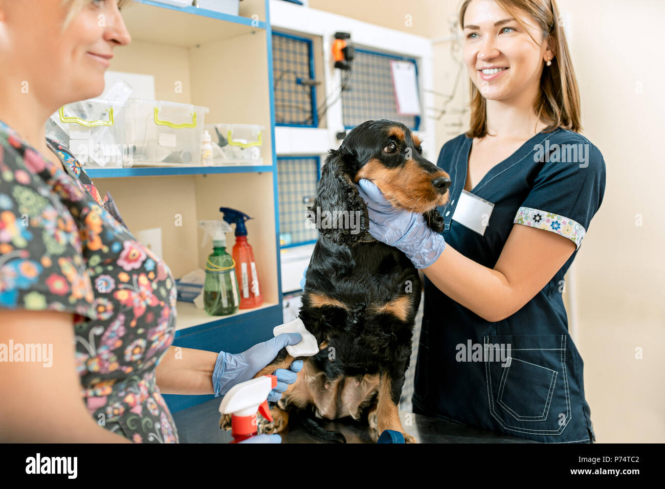 The medicine, pet care and people concept - dog and veterinarian doctor ...