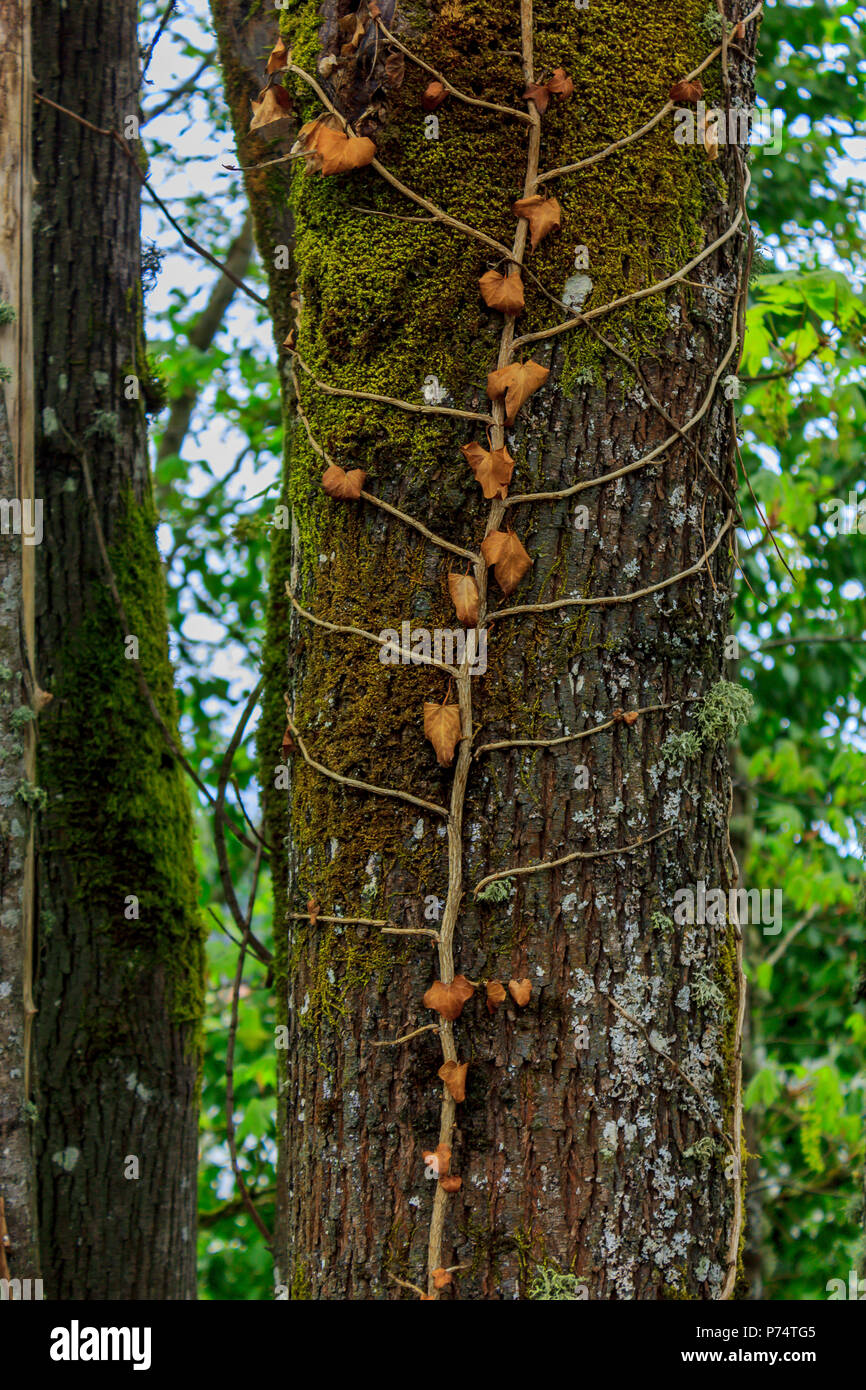 Vine Clinging To Tree High Resolution Stock Photography and Images - Alamy