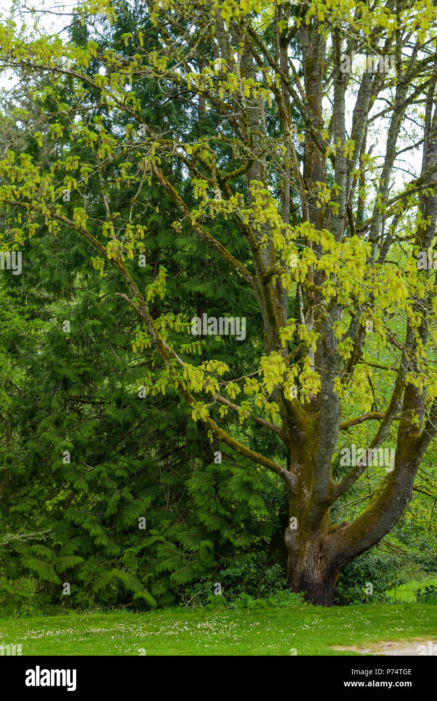 green trees with new leaves Stock Photo - Alamy