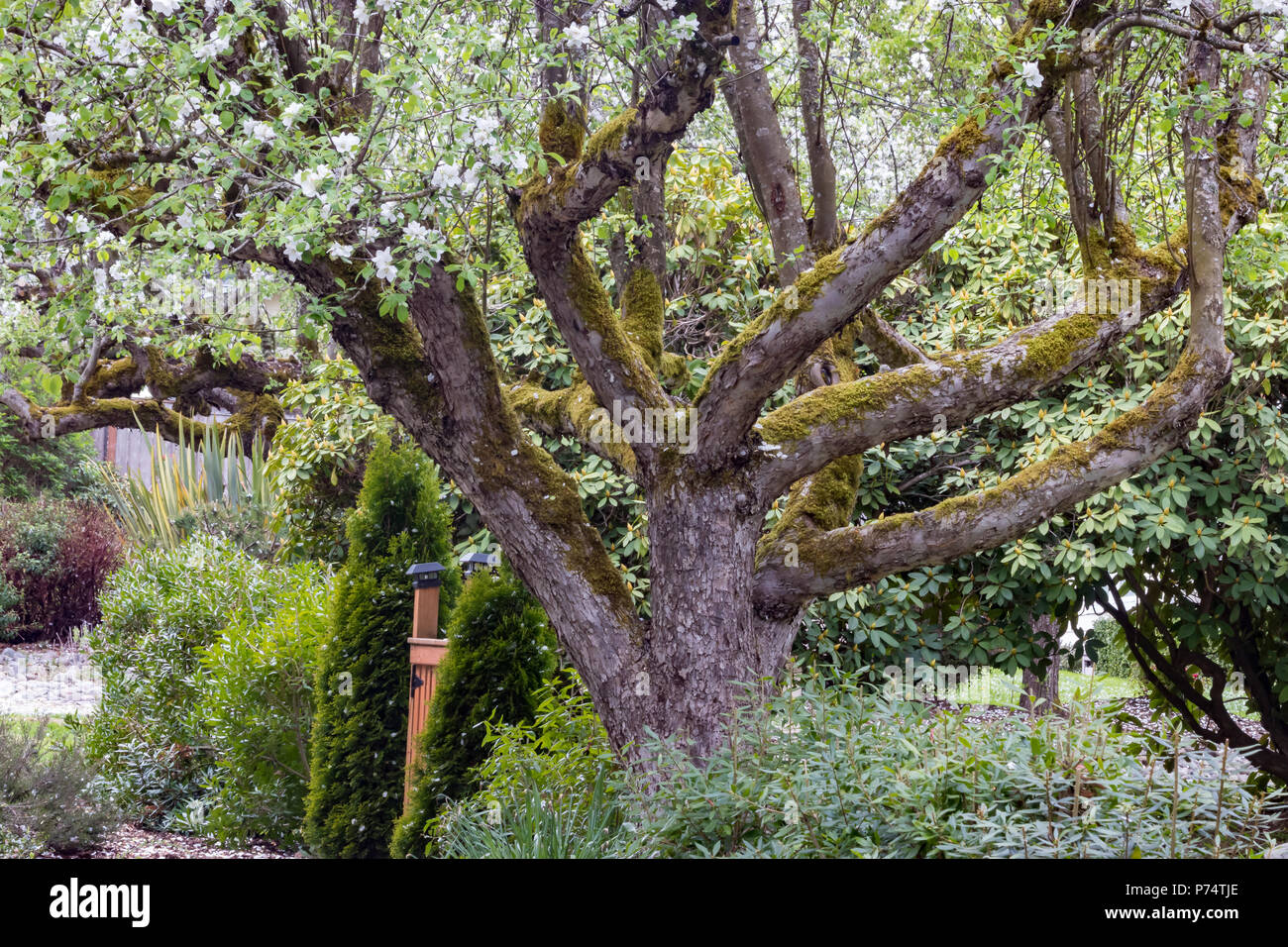 Tree beside garden fence hi-res stock photography and images - Alamy