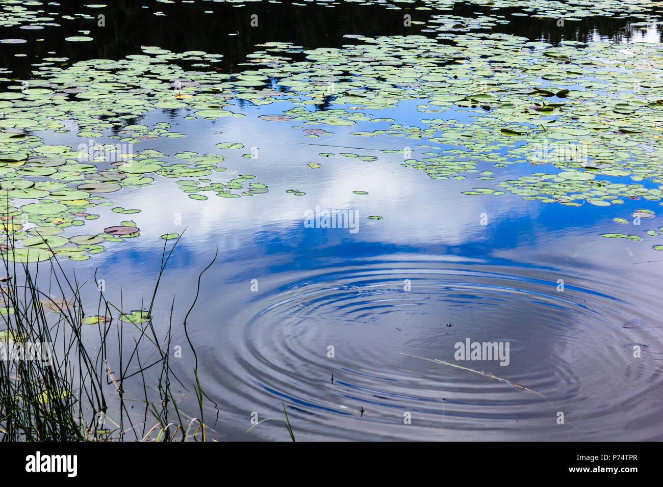 ripple in lily pad lake Stock Photo - Alamy