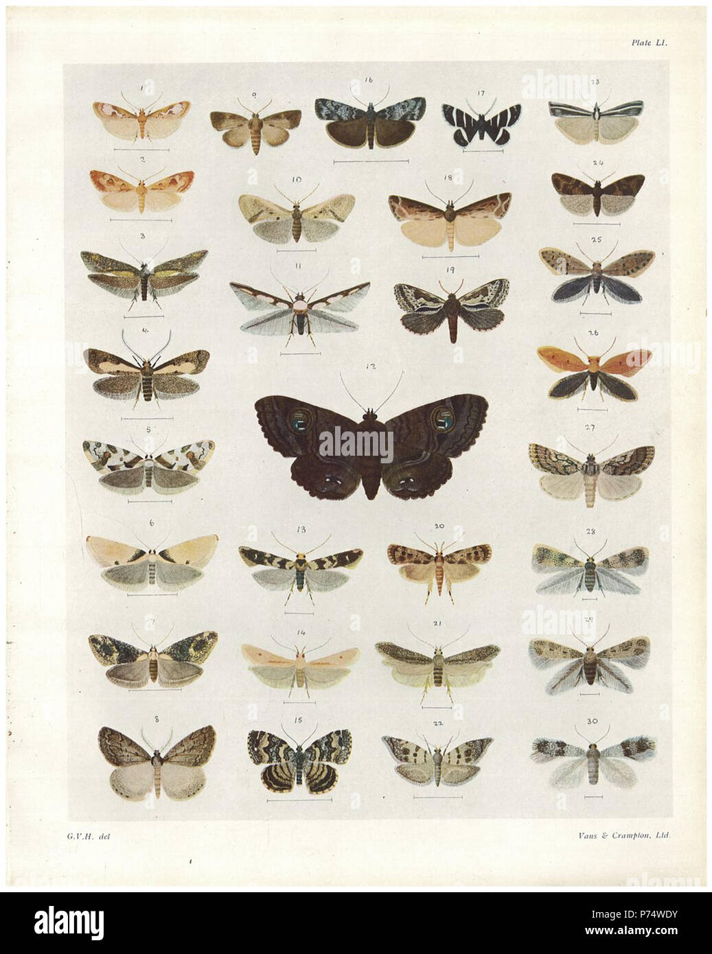 English: Plate LI The butterflies & moths of New Zealand . 1928 40 ...